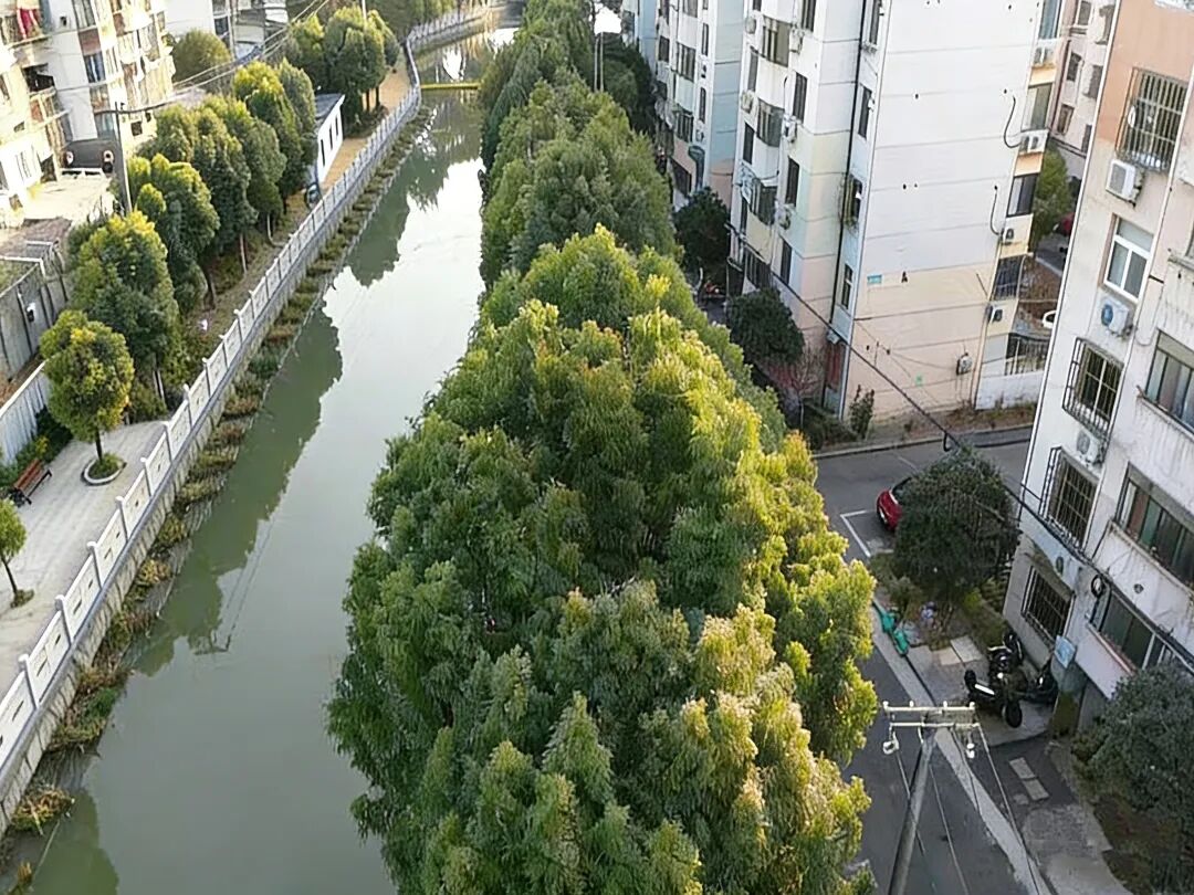 小区树木该不该修剪？该怎么剪？这个社区亮实招→_民生新闻_嘉定动态_新闻频道_上海市嘉定区人民政府